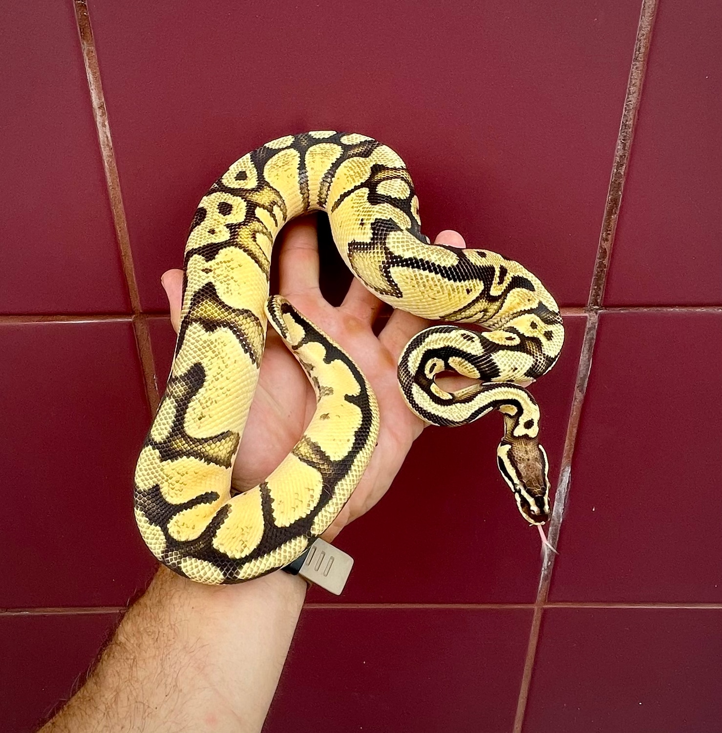 RTB ODYB Pastel Enchi Het Pied Pos Het Albino Ball Python by Scales ...