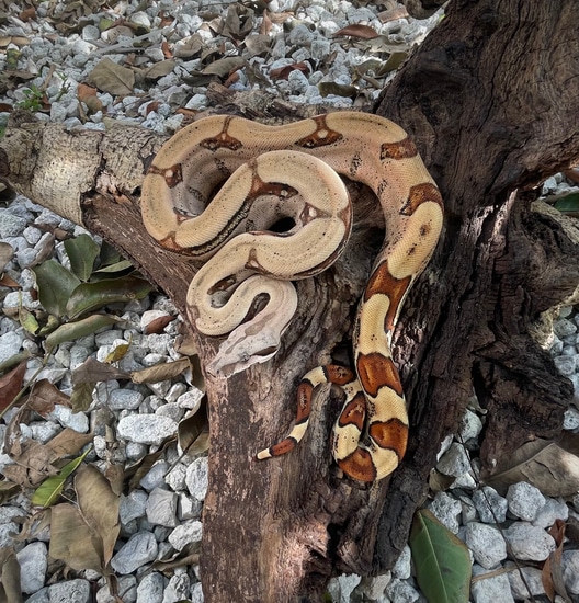 Flamingo Pastel Possible Super Hypo Jungle Het Albino (Khal) Boa ...