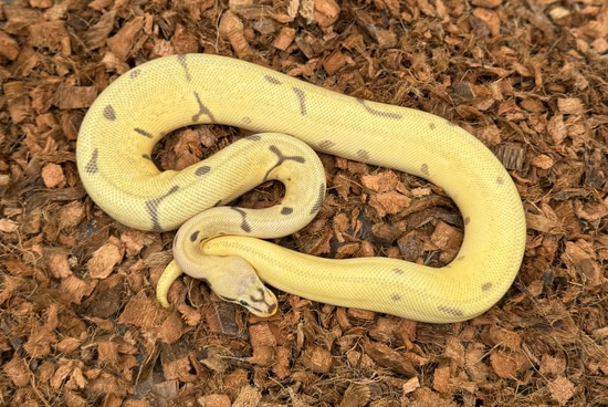 OD Leopard Enchi Spider Hypo Ball Python by Scales prevail