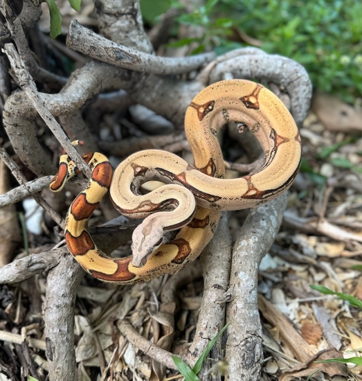 A++ Flamingo Pastel Jungle Het Khal Albino Boa Constrictor by Scales ...
