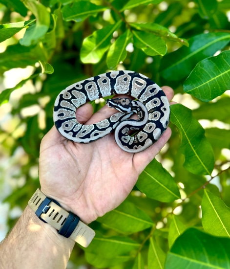 Spotnose VPI Axanthic Poss Calico Ball Python by Scales prevail