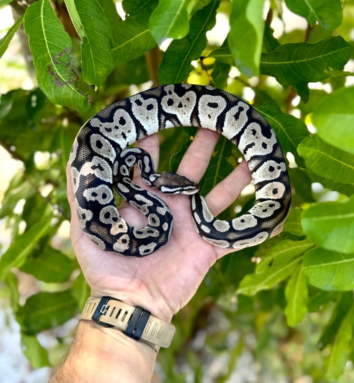 Pastel YB VPI Axanthic Het Hypo (True Ghost) Ball Python by Scales prevail
