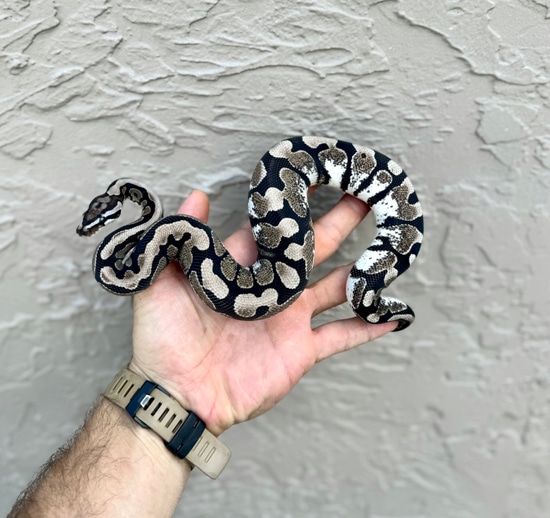 Spotnose Calico VPI Axanthic Ball Python by Scales prevail