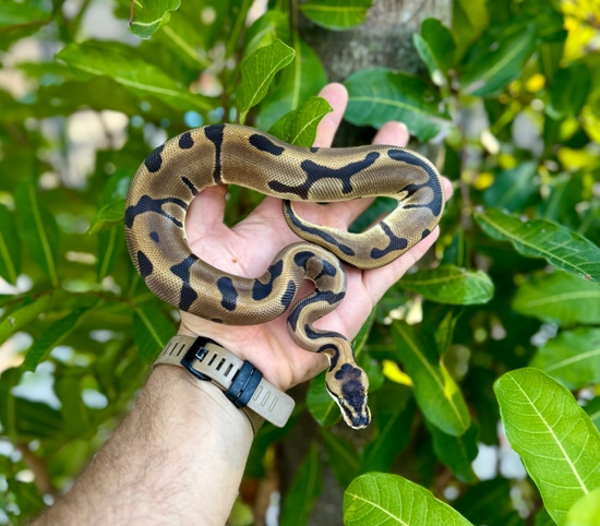 Super Blade Enchi Poss Leopard Ball Python by Scales prevail