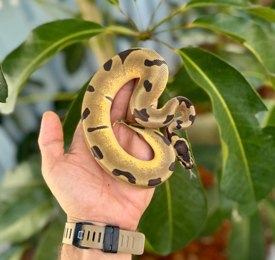 Super Blade Leopard Enchi Ball Python by Scales prevail