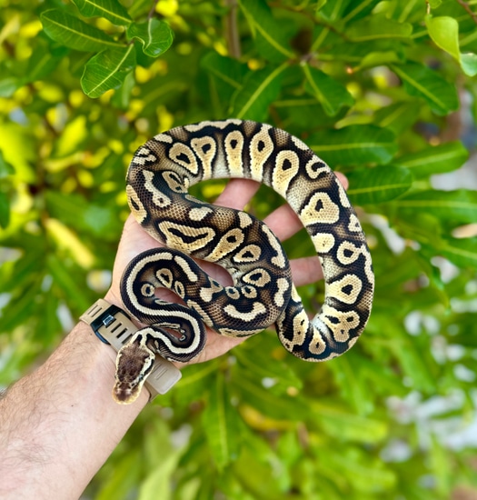 RTB Pastel Mahogany Dbl Het Clown/Albino Ball Python by Scales prevail