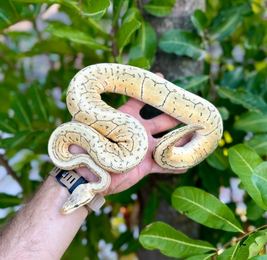 RTB LemonBlast Hypo Ball Python by Scales prevail