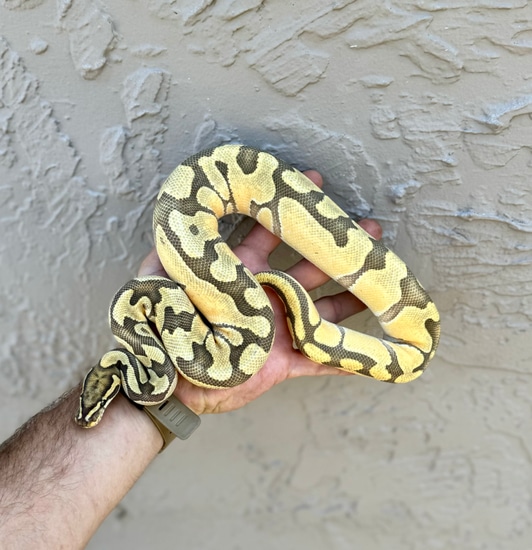RTB OD Enchi Hypo Ball Python by Scales prevail