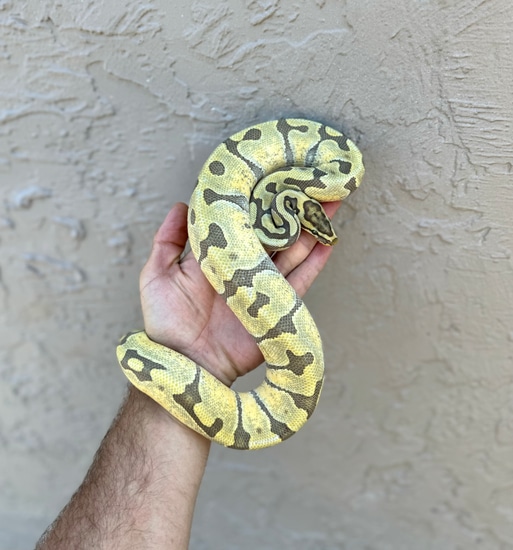 RTB Super Enchi Hypo Ball Python by Scales prevail
