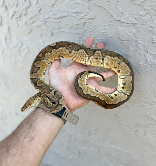 RTB Clown Het Albino Ball Python by Scales prevail