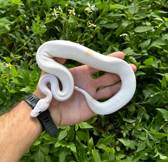 OD Super Fire Het Pied (Pos YB, Enchi, Leopard, Pied) Ball Python by ...