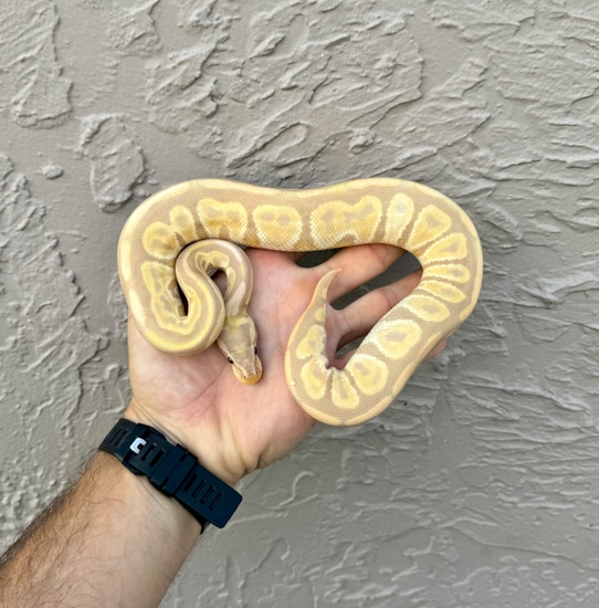 Black Pastel Candy Ball Python by Scales prevail