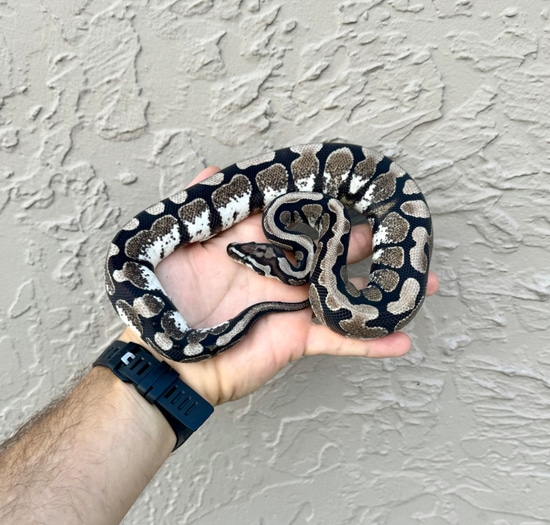 Calico Spotnose VPI Axanthic Ball Python by Scales prevail