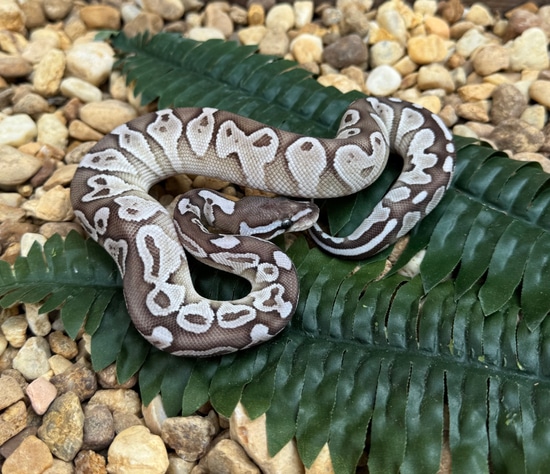 VPI Axanthic Lesser YB Tiger(Jolliff Banded/Reduced Pattern Line) Het ...