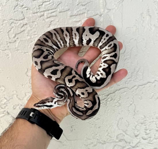 Pastel Leopard VPI Axanthic Ball Python by Scales prevail
