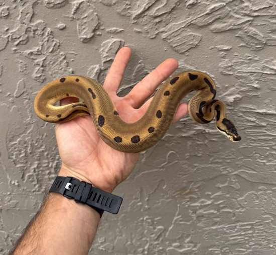 Super Blade Super Leopard Enchi Ball Python by Scales prevail
