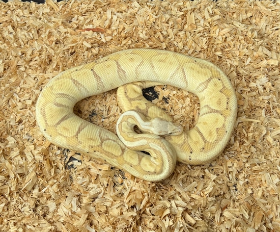 Pastel Banana - Proven Breeder Ball Python by Scales prevail