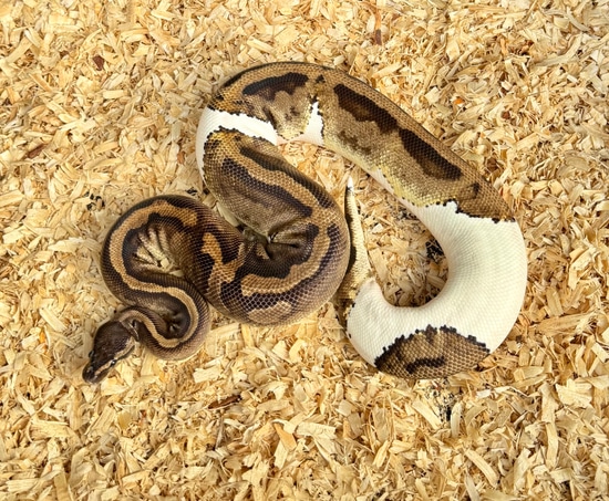 Pied Het Candy - Proven Breeder Ball Python by Scales prevail