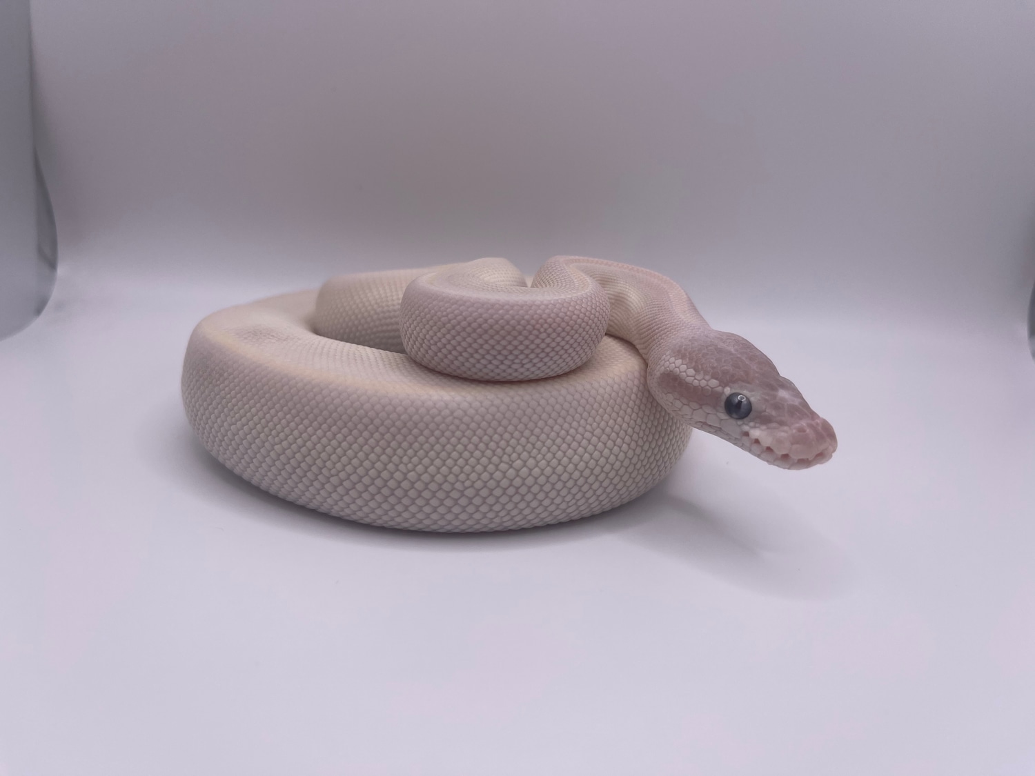 Pastel Mystic Potion Ball Python by Scales N Shells - MorphMarket