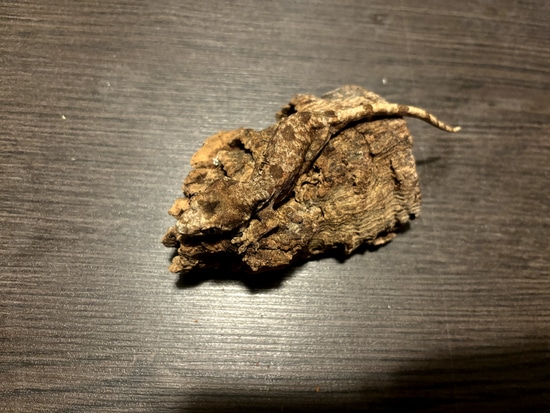 High Pink Pine Island Chewy (Lighter Contrast Base) Chahoua Gecko by ...