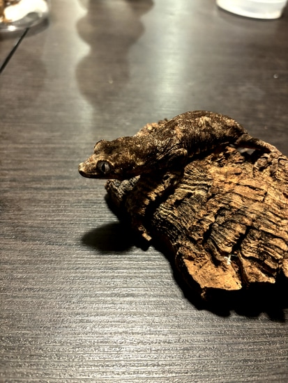 High Pink Pine Island Chewy (Darker Contrast Base) Chahoua Gecko by ...