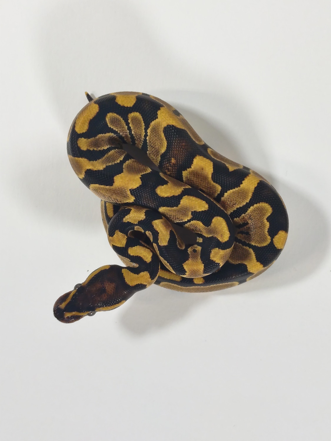Yellowbelly/Asphalt Ball Python by Scales by Skalos Exotics - MorphMarket