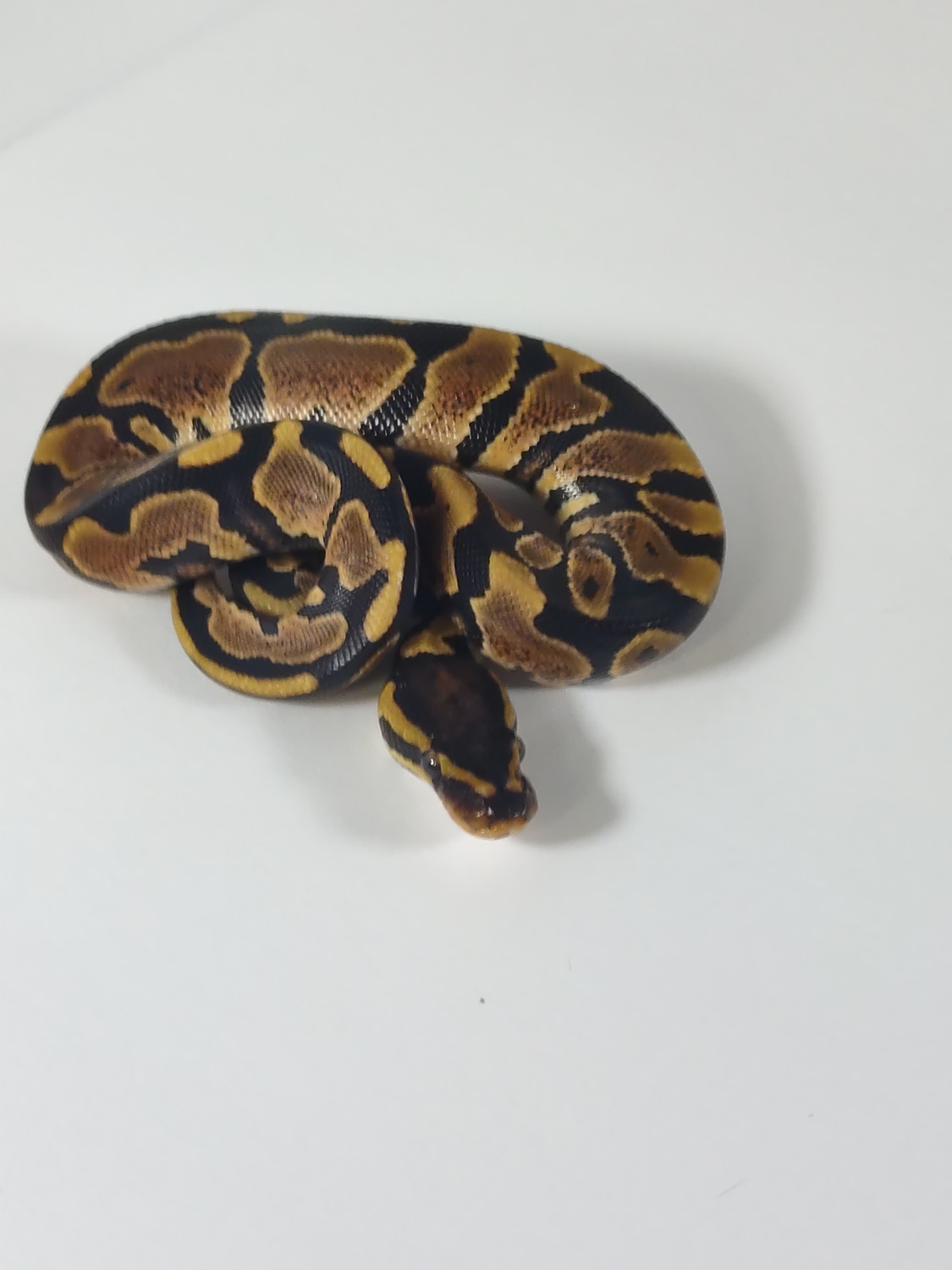 Yellowbelly/Asphalt Ball Python by Scales by Skalos Exotics - MorphMarket