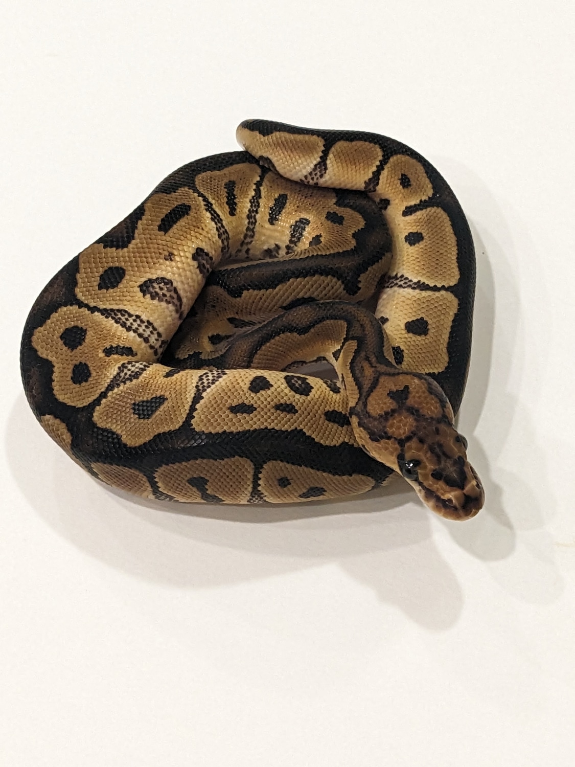 Clown Ball Python by Scales by Skalos Exotics - MorphMarket