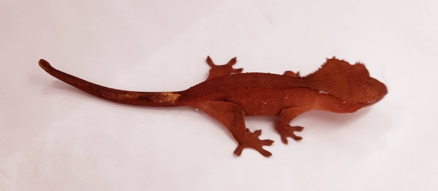 Fire Red Crested Gecko by Scales, Fins & Feathers - MorphMarket