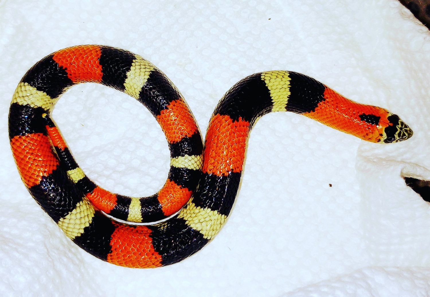 Tri-Color Hognose Tri-color Hognose by Scales, Fins & Feathers ...
