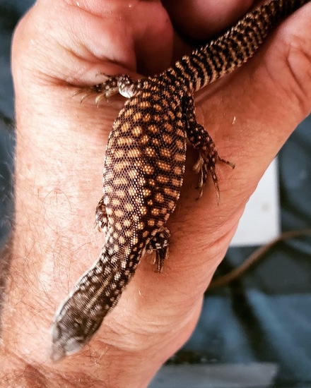 Red Ackie Monitors Other Monitor by Scales, Fins & Feathers