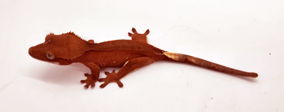 Fire Red Crested Gecko by Scales, Fins & Feathers - MorphMarket