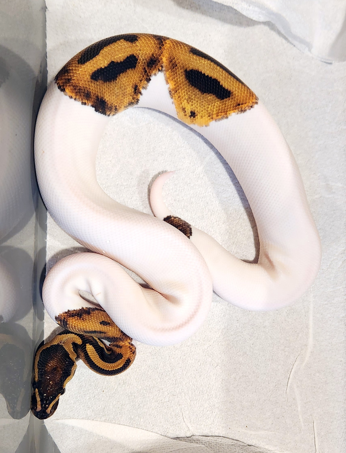 Female High White Pied Ball Python by Scales, Fins & Feathers - MorphMarket