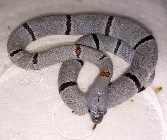 Highway 277 Grey Banded Kingsnake Gray-Banded Kingsnake by Scales, Fins ...