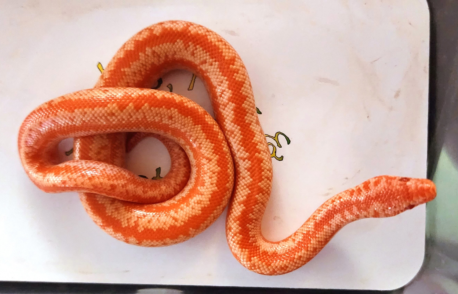Albino Coastal Rosy Boa by Scales, Fins & Feathers - MorphMarket