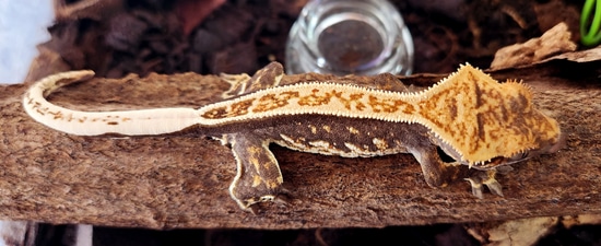 Tri-Color PinStripe Crested Gecko by Scales, Fins & Feathers