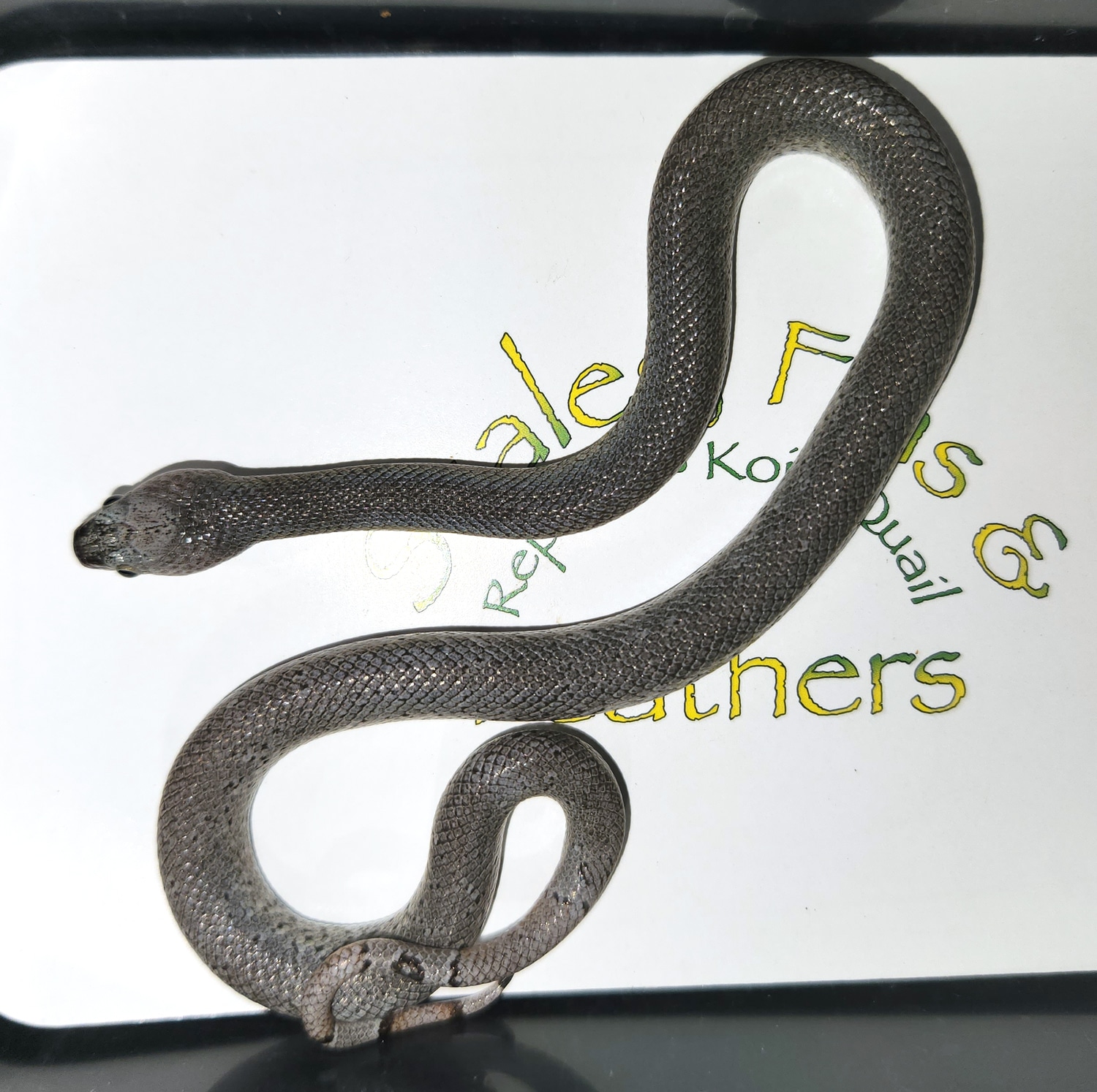 Patternless Black Gap Gray-banded Kingsnake by Scales, Fins & Feathers ...