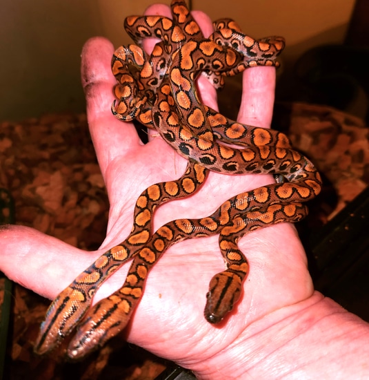 '23 Brazilian Rainbow Boas by Scales, Fins & Feathers