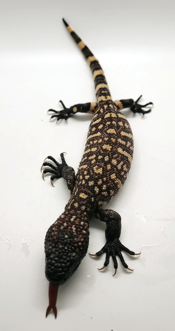 High Contrast Rio Fuerte Beaded Lizard by Scales, Fins & Feathers ...
