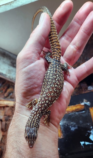 '23 Bright Red Ackie Monitors by Scales, Fins & Feathers