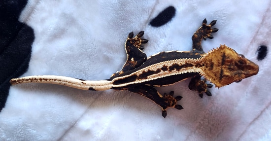 Black Base, Tri-Color, Soft Scale Crested Gecko by Scales, Fins & Feathers