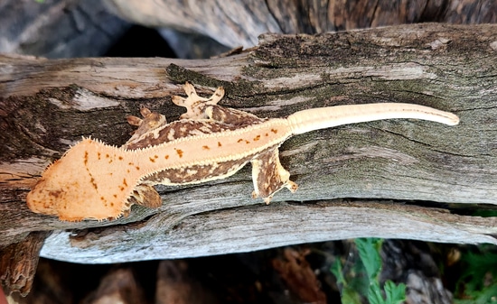 Very Clean Empty Back Lilly White Crested Gecko by Scales, Fins & Feathers