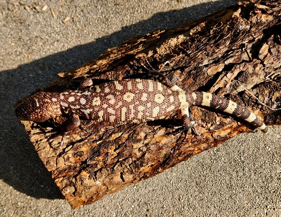Well Started Beaded Lizard by Scales, Fins & Feathers