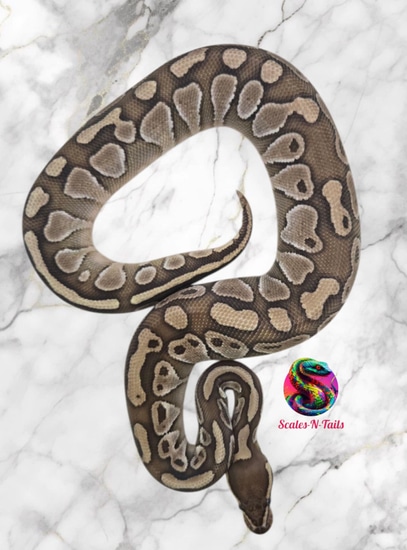 Lesser 100 Percent Het Clown Ball Python by Scales N Tails Reptiles