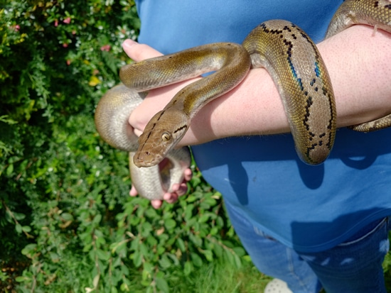 CB21 37.5% Citron Platinum Motley Super Dwarf Reticulated Python by ...