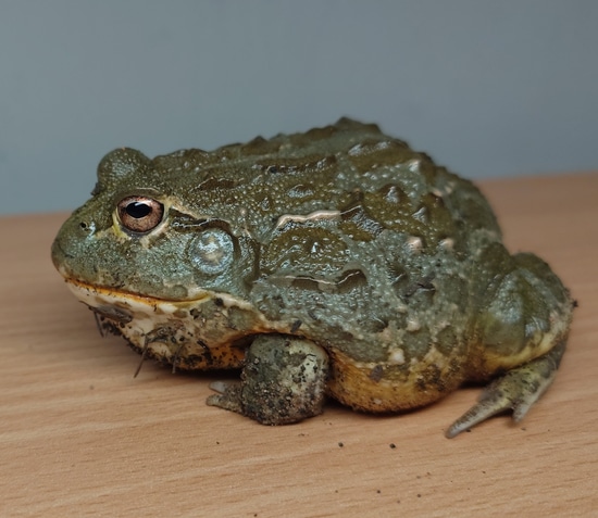 Giant African Bullfrog Unsexed by Scales On Earth