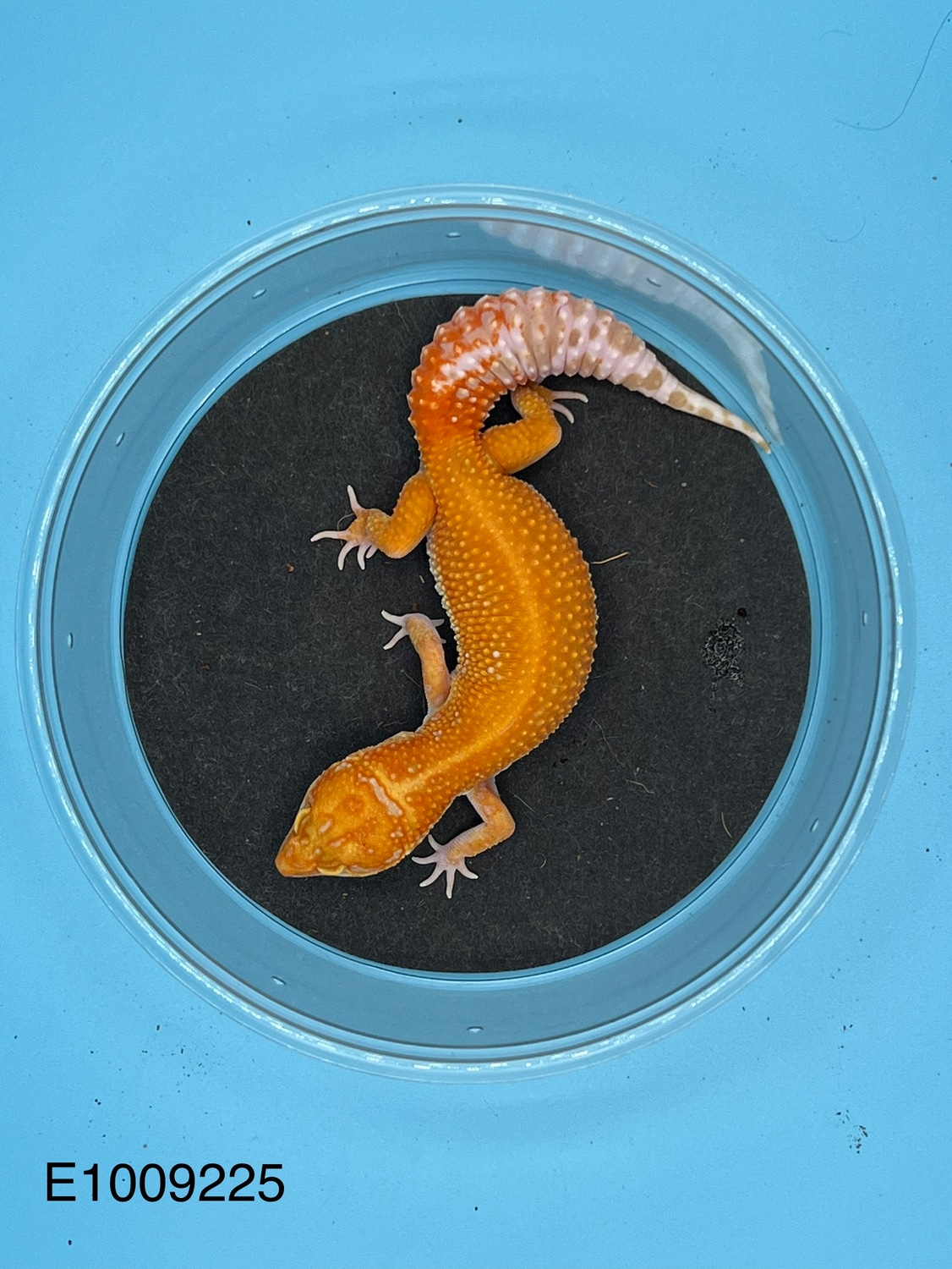 FireBold Red Diamond X HC Tangerine Tremper Leopard Gecko by Mr.D’s Leos - MorphMarket