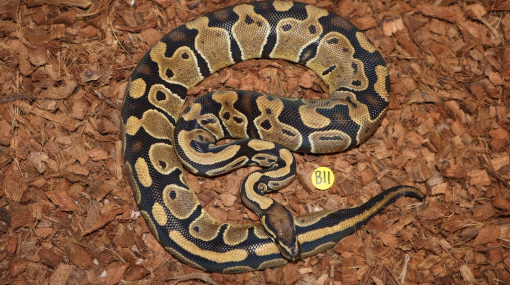100% Het Albino 100% Het Pied Ball Python by Scalez Exoticz - MorphMarket