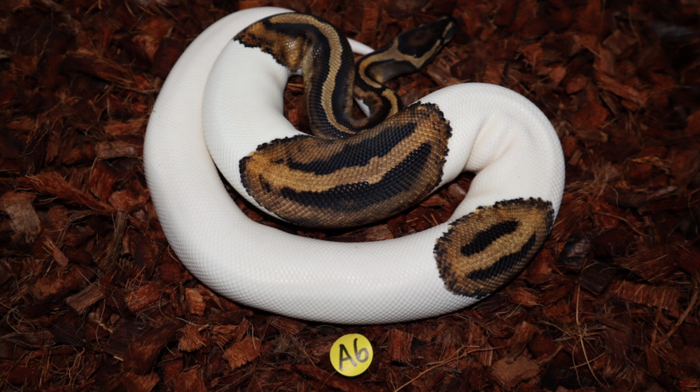 Pied Ball Python by Scalez Exoticz - MorphMarket