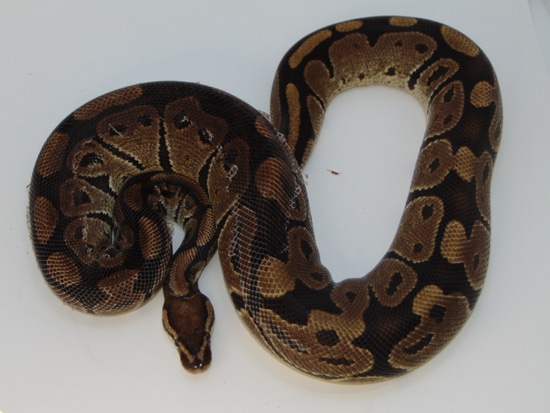 Normal Ball Python by Scalez Exoticz
